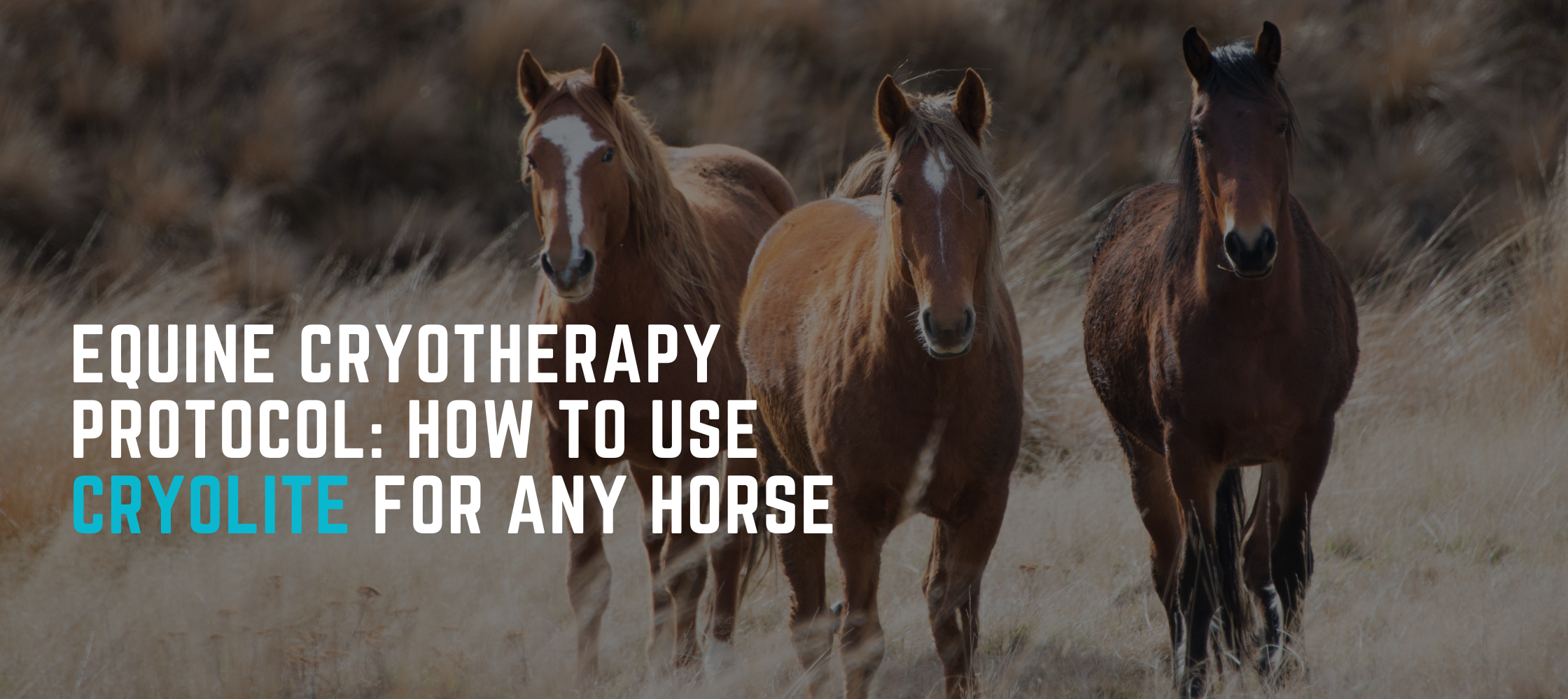 Equine Cryotherapy Protocol: How to Use CryoLite for Any Horse ...